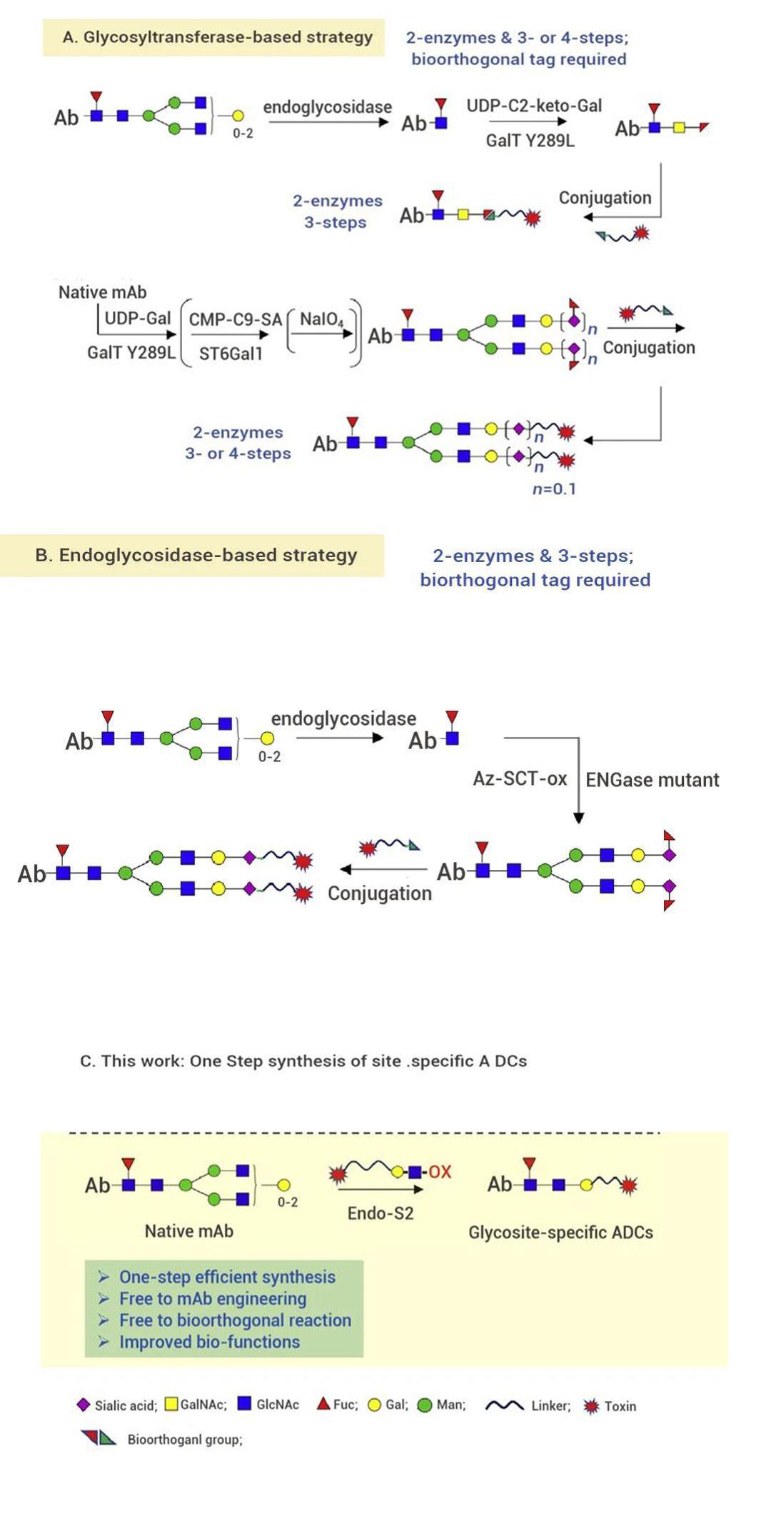 第三代 ADCs 偶联方式之糖基偶联 | MCE - 知乎