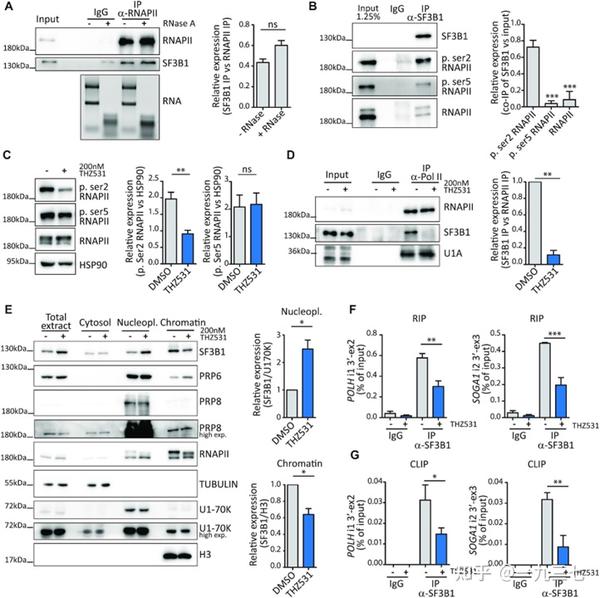 CDK12/13通过增强RNA聚合酶II与剪接因子SF3B1互作促进近端内含子的剪接 - 知乎