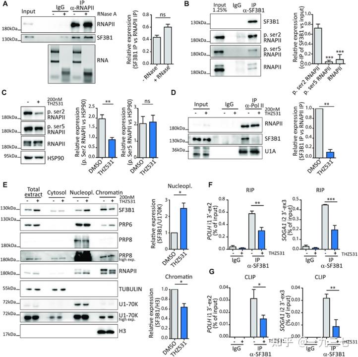 CDK12/13通过增强RNA聚合酶II与剪接因子SF3B1互作促进近端内含子的剪接 - 知乎