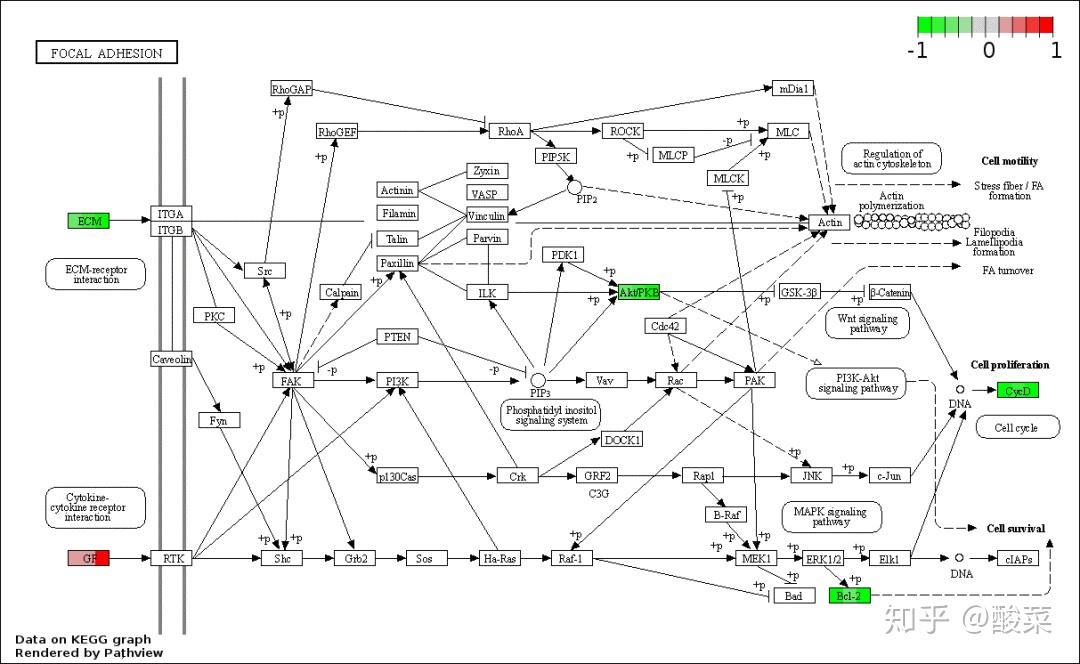 如何快速做出高质量KEGG通路图？ - 知乎