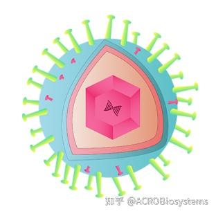 1分钟带您认识人类疱疹病毒（VZV，HSV，EBV，CMV）疫苗靶点 - 知乎