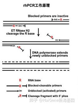 依赖于Rnase HII的PCR (rhPCR) - 知乎