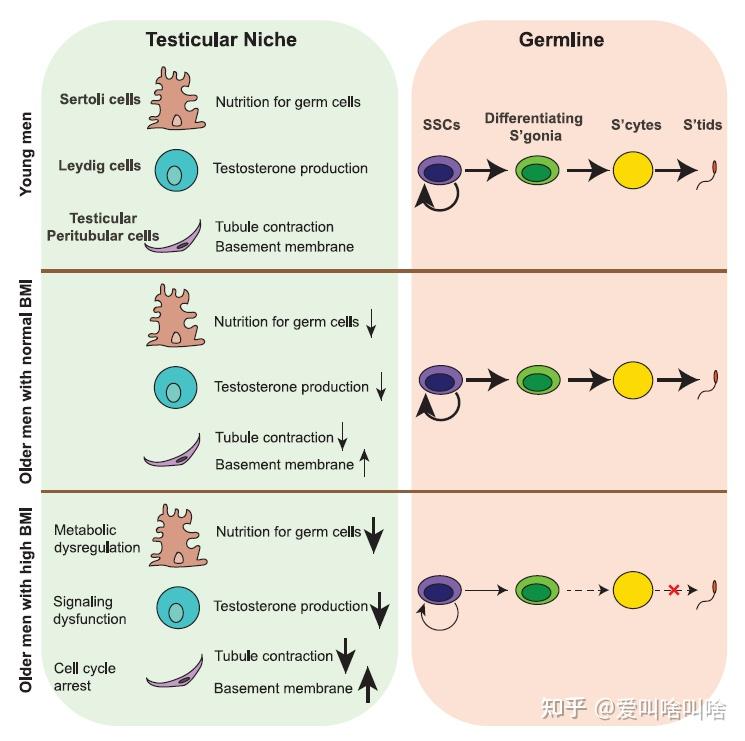 Dev Cell | 郭靖涛/Bradley Cairns 团队解析人类睾丸衰老的分子基础与BMI的影响 - 知乎