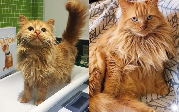 两只流浪猫出现在需要帮助的农场，最终组成了另一个橘猫家庭 - 知乎