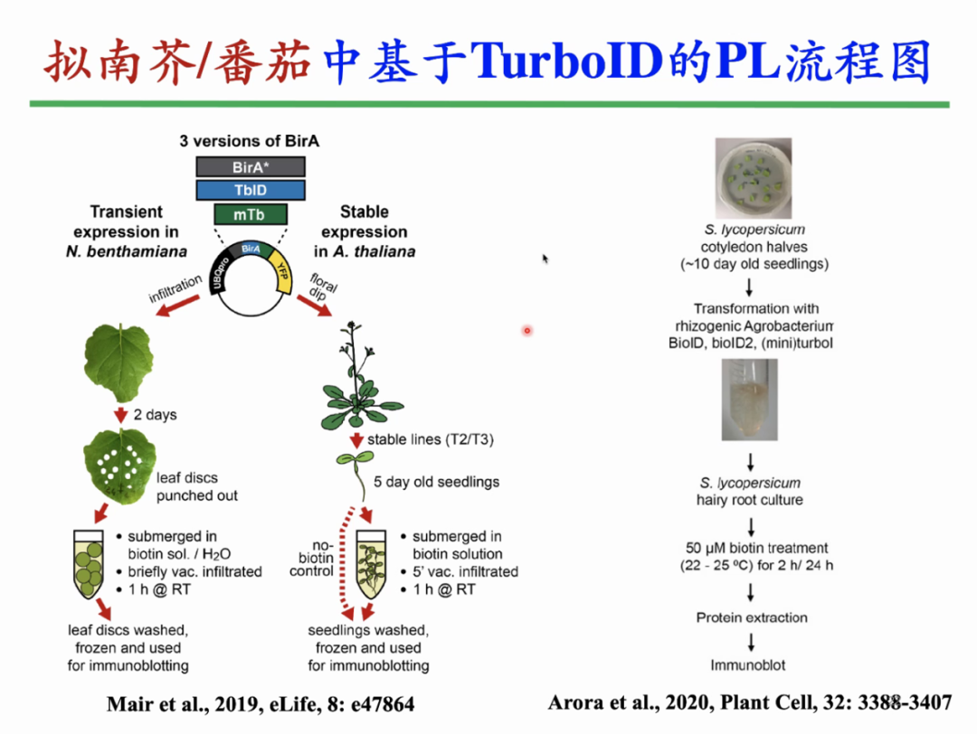 Trends Plant Sci | 基于临近标记技术加速植物中互作蛋白的鉴定 - 知乎
