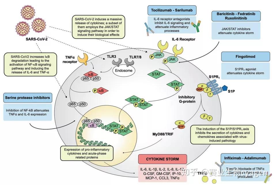 模式识别受体PRRs与病毒PAMP之间的恩怨情仇 - 知乎