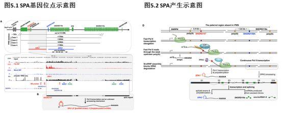 国内长非编码RNA又一篇cell！9张图带你看完sno-lncRNA的研究历程 - 知乎