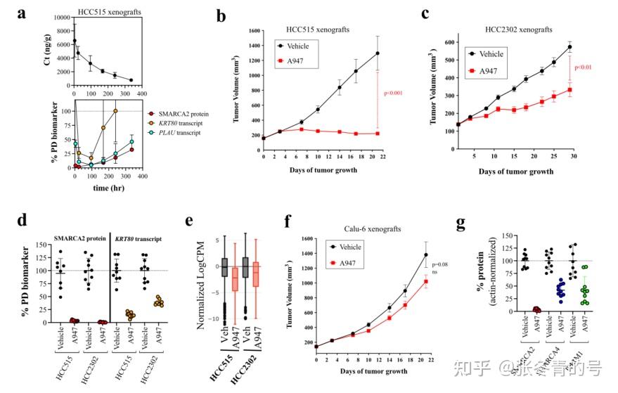 选性SMARCA2-PROTAC在SMARCA4突变型癌症中的应用 - 知乎