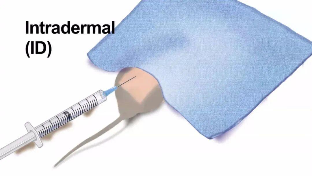 动物实验进阶秘籍，大小鼠给药技巧分享 - 知乎