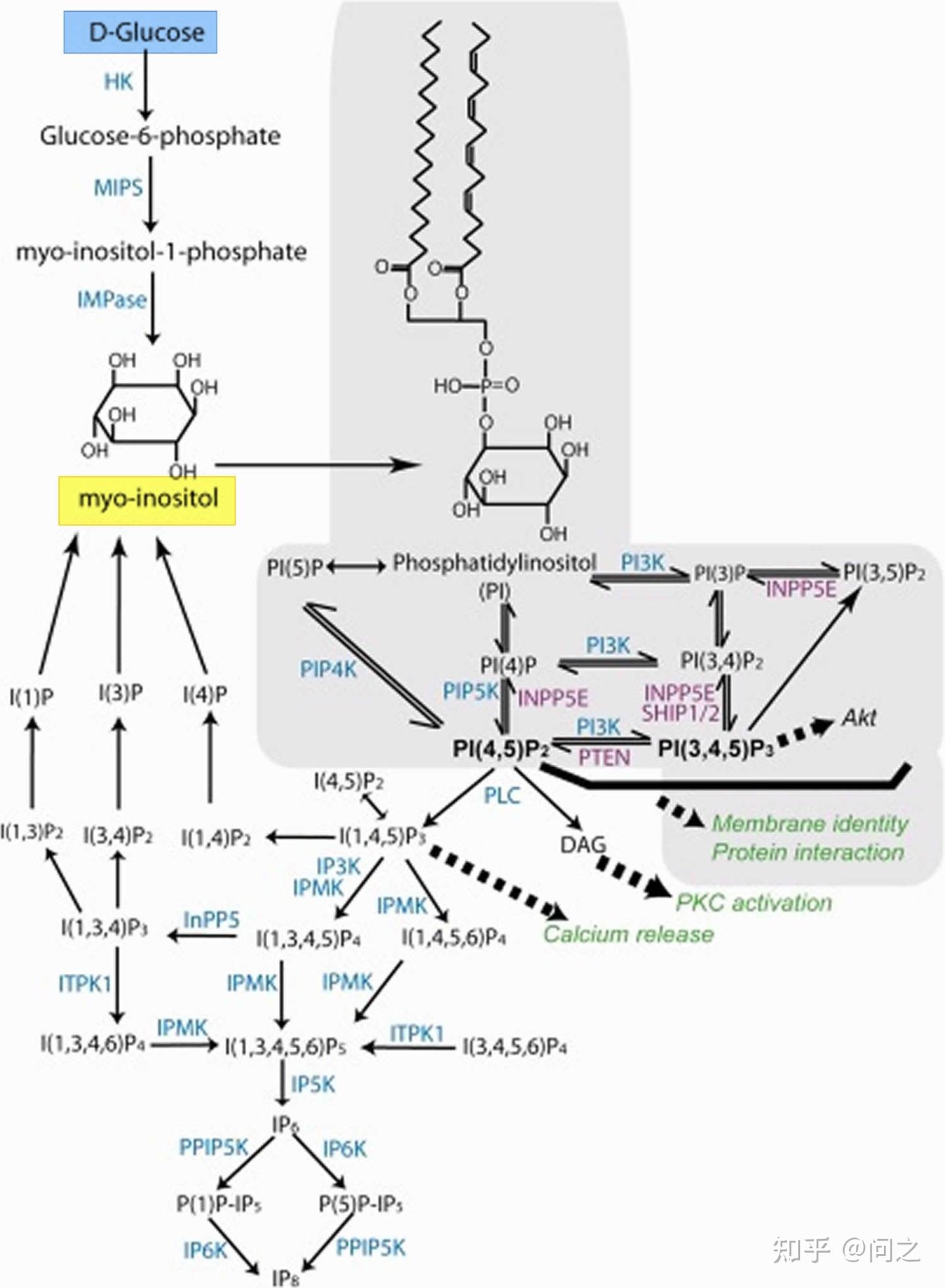 Cancer Discov | 两项独立体内CRISPR screening研究揭示AML对SLC5A3的代谢依赖性