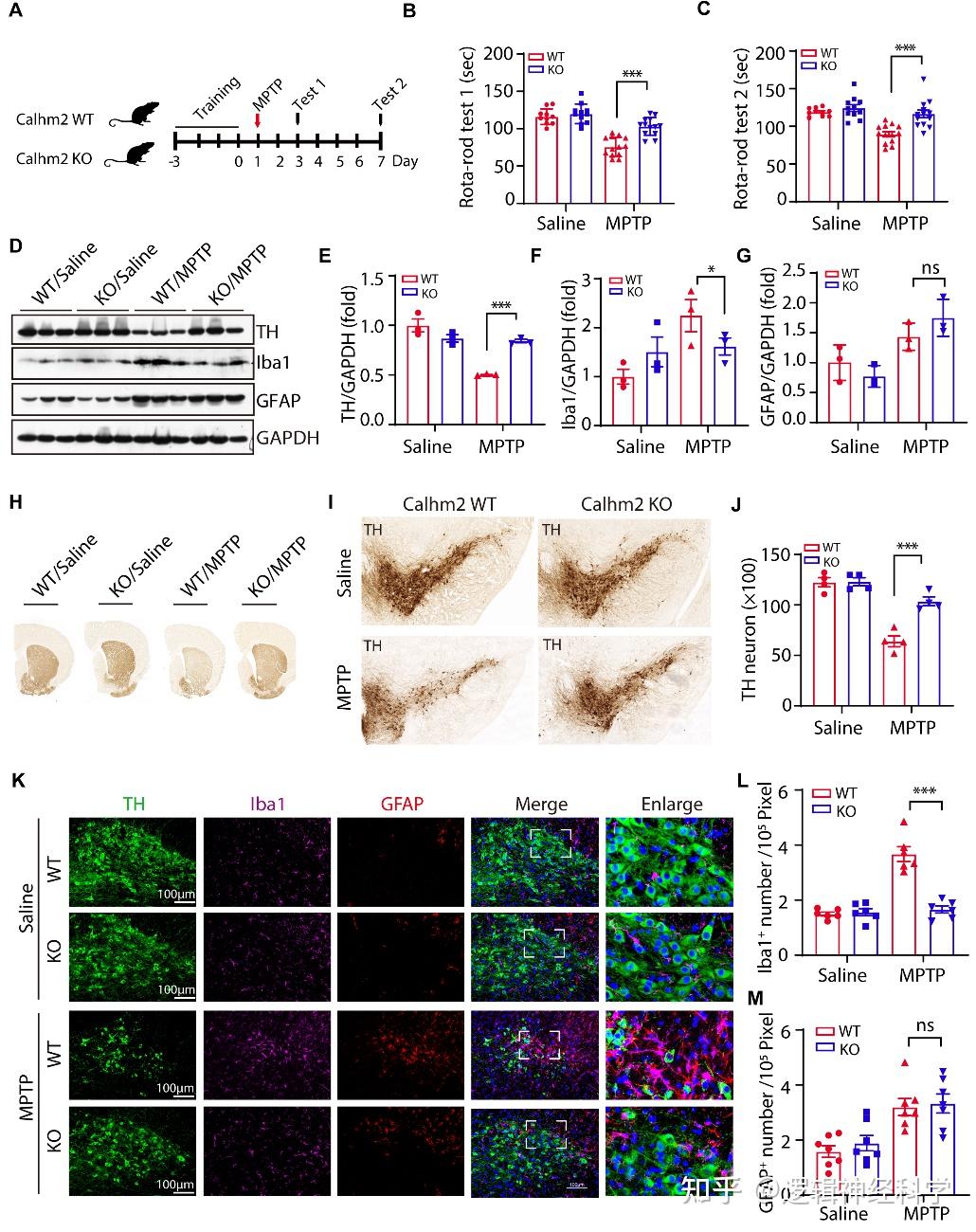 Sci Adv+Theranostics︱军事医学研究院袁增强/中央民族大学程金波团队揭示钙稳态调节蛋白Calhm2调控神经退行性疾病新机制 - 知乎