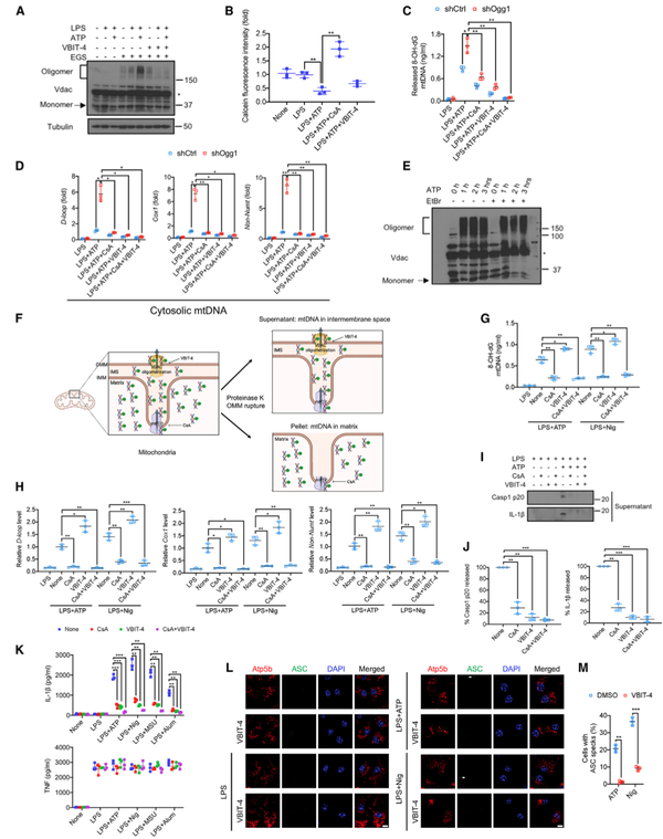 Immunity丨mtDNA如何释放以及点燃“自体炎症之火” - 知乎