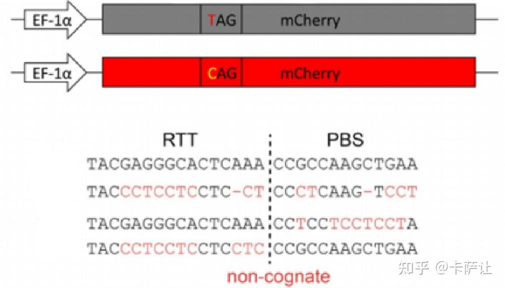 分离式的prime editor系统的灵活性极大增强，包装尺寸更小！ - 知乎