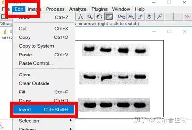 ImageJ定量分析 WB 灰度值（详解版） - 知乎