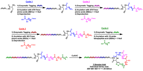 最新进展 | 环肽DEL筛选为MDM2抑制剂发现提供新动力 - 知乎