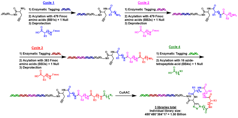 最新进展 | 环肽DEL筛选为MDM2抑制剂发现提供新动力 - 知乎