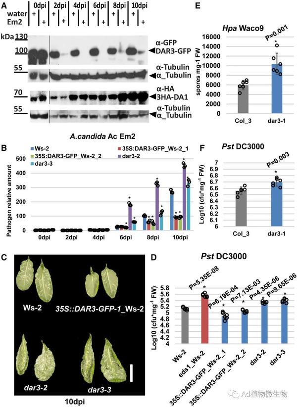 Cell Host & Microbe | 研究揭示拟南芥免疫激活的新机制！ - 知乎