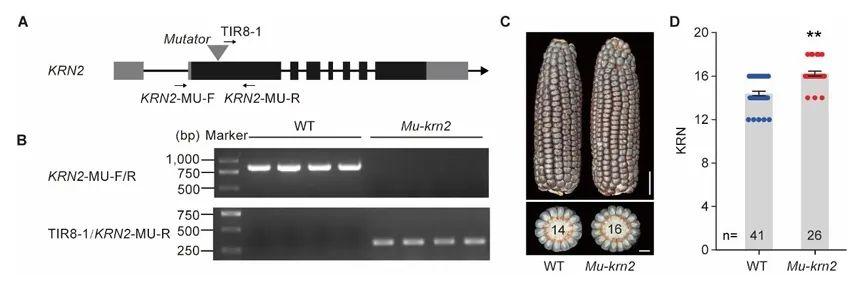 盘点那些与玉米遗传改良相关的基因 - 知乎