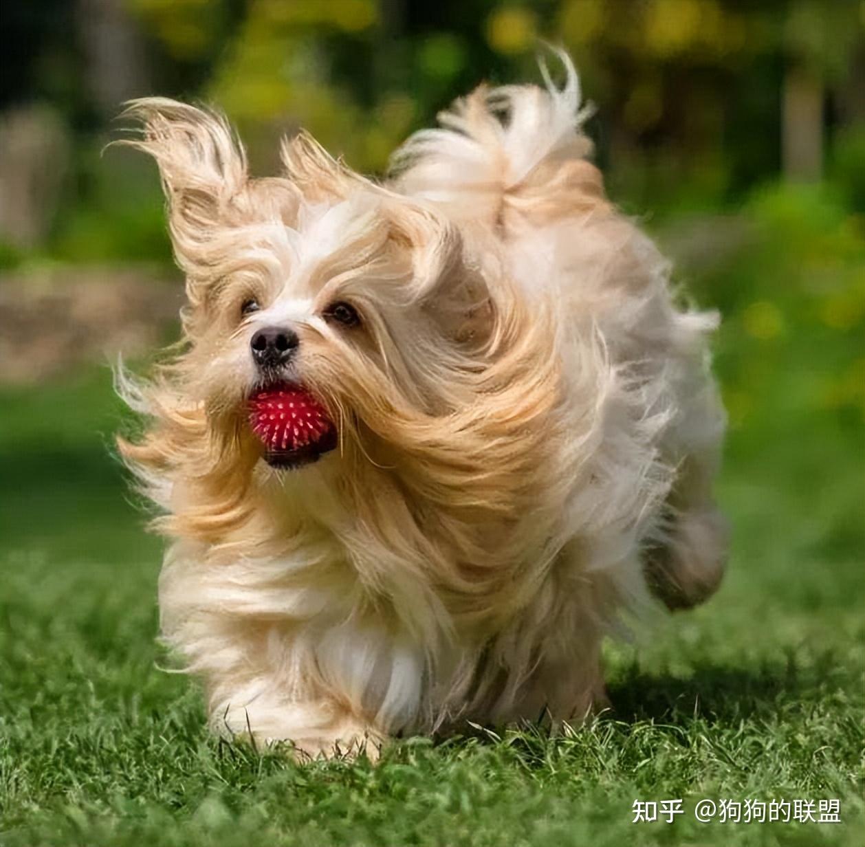 为什么饲养“哈瓦那犬”的人越来越多？聪明且漂亮，爱惨了