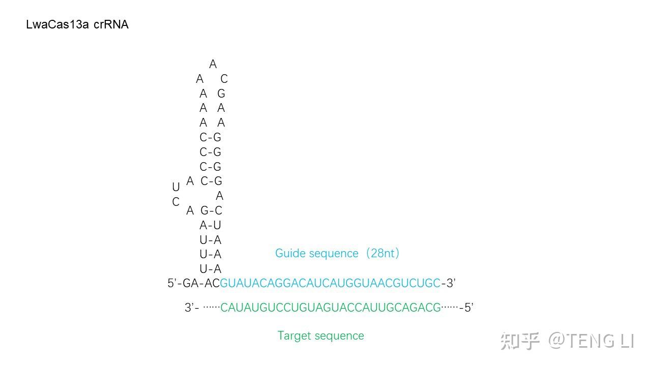 Cas13a crRNA的结构序列是什么？ - 知乎