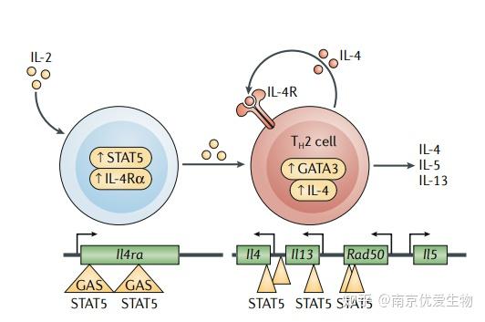 IL-2的结构与功能 - 知乎