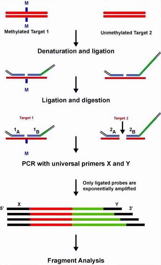 IVD技术｜MLPA法介绍 - 知乎