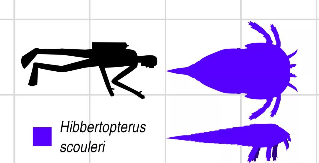 海中之霸：板足鲎！ - 知乎