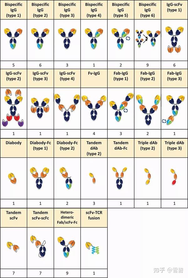 ADCC ADCP CDC 效应及区别 - 知乎