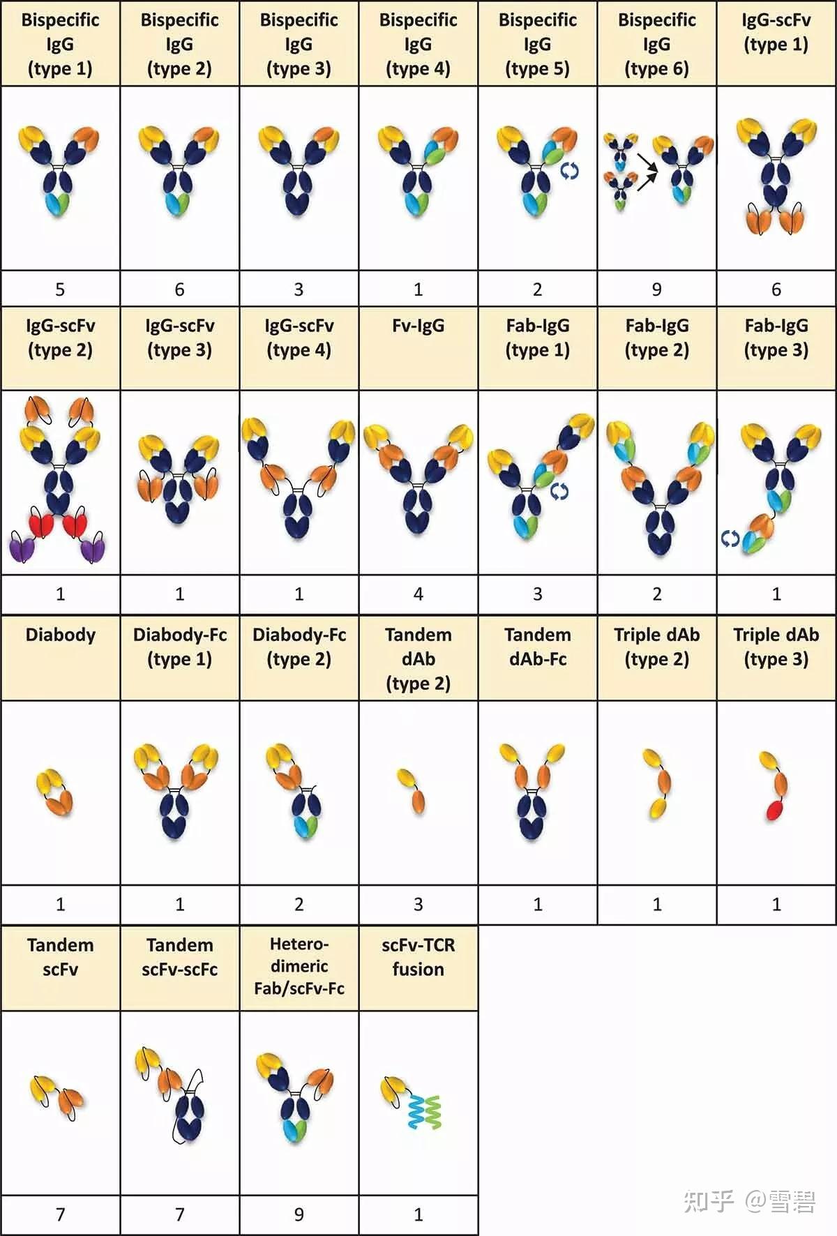 ADCC ADCP CDC 效应及区别 - 知乎