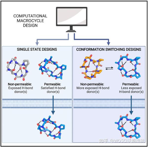 Cell | 从头设计环肽蛋白药物！上帝之手David Baker团队开发准确设计跨膜大环的方法 - 知乎