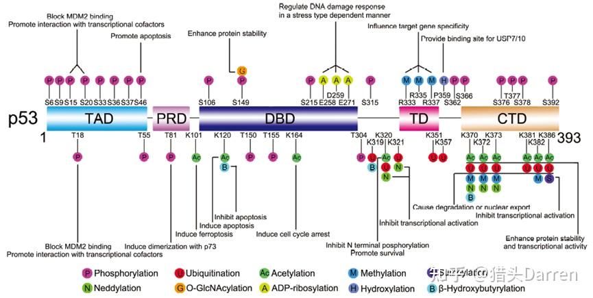传奇抑癌基因P53的前世今生 - 知乎