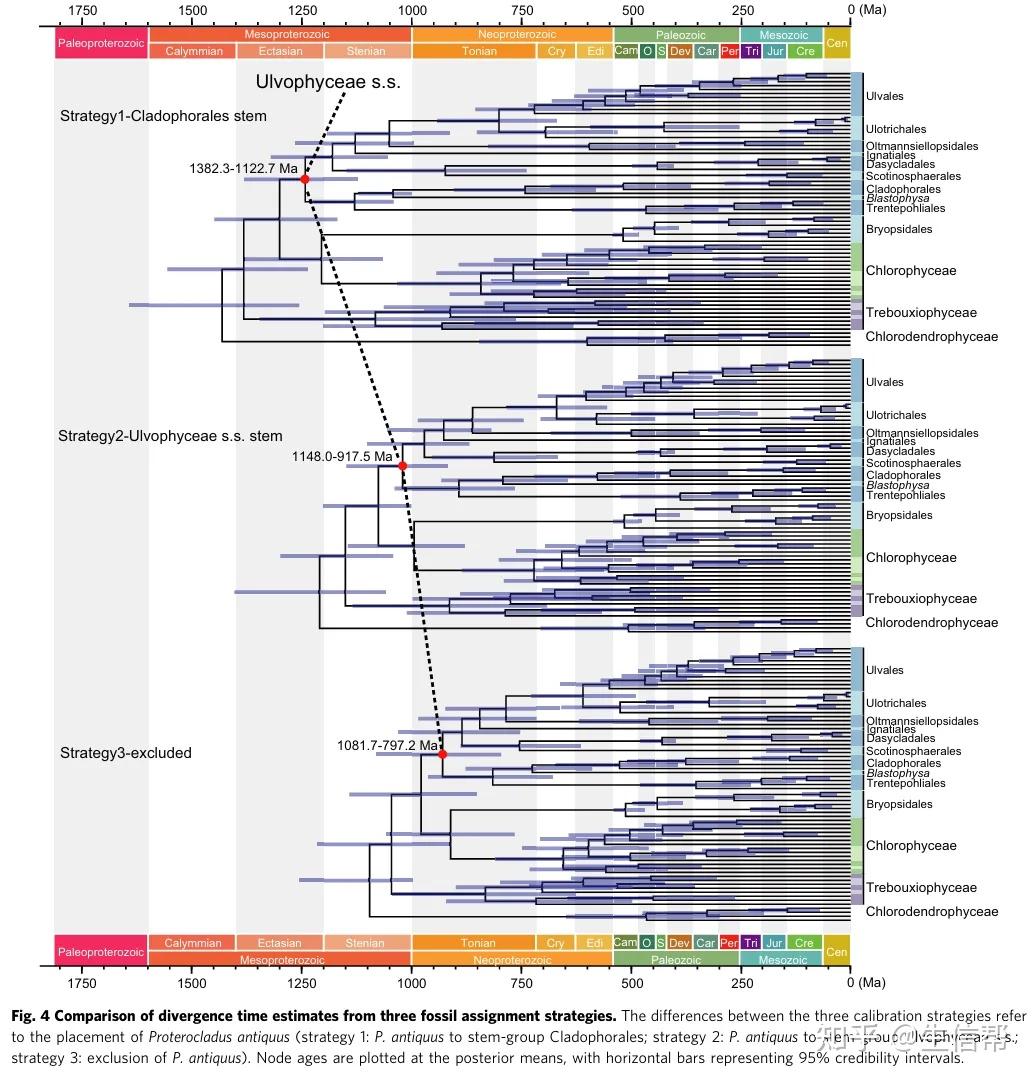 绿藻门石莼纲起源和早期分化：中元古代-新元古代的视角 - 知乎