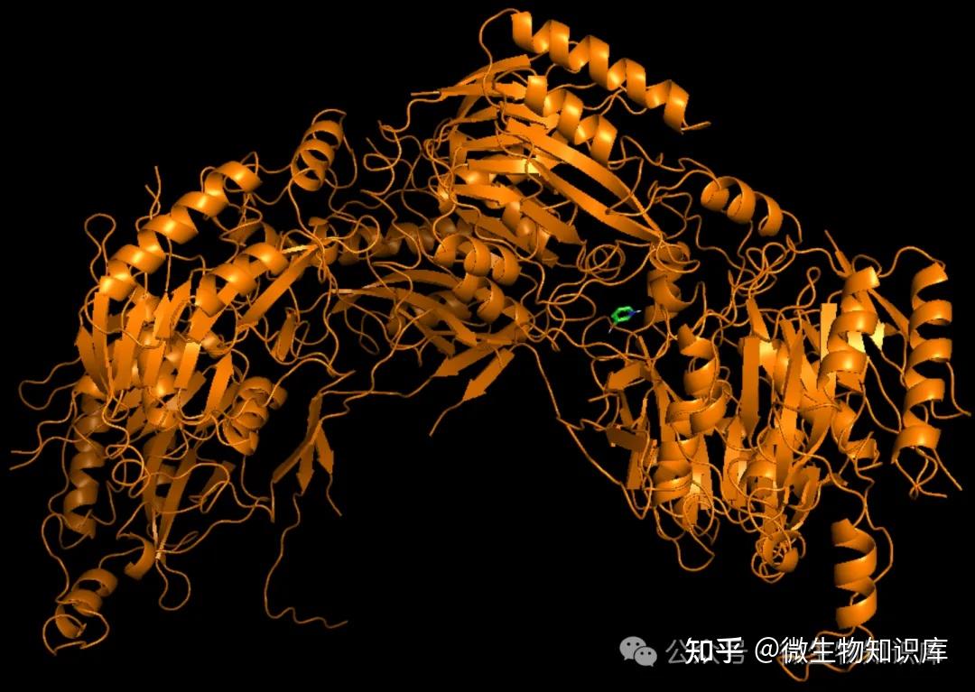 分子对接（六）：PyMol可视化分子对接结果详细教程 - 知乎