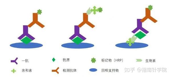 ELISA 从原理到操作步骤全套详解 - 知乎