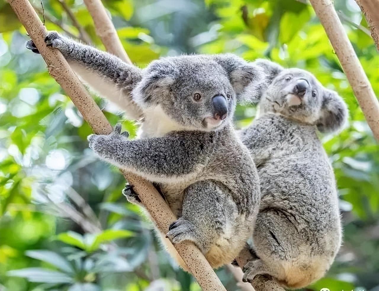 走进澳大利亚系列网文之二：澳大利亚历史回眸 - 知乎