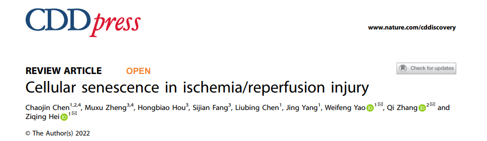 Cell Death Discov 综述︱陈潮金等评述细胞衰老在缺血再灌注损伤中的研究进展 - 知乎