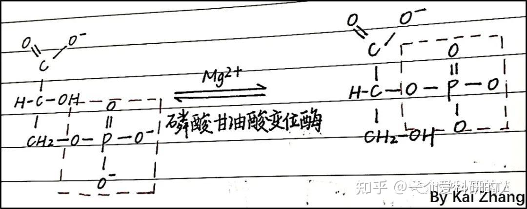 （基础篇）糖酵解的生化反应 知乎