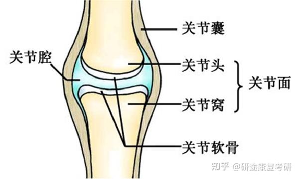 康复基础知识——运动系统大汇总！（含历年各院校真题） - 知乎