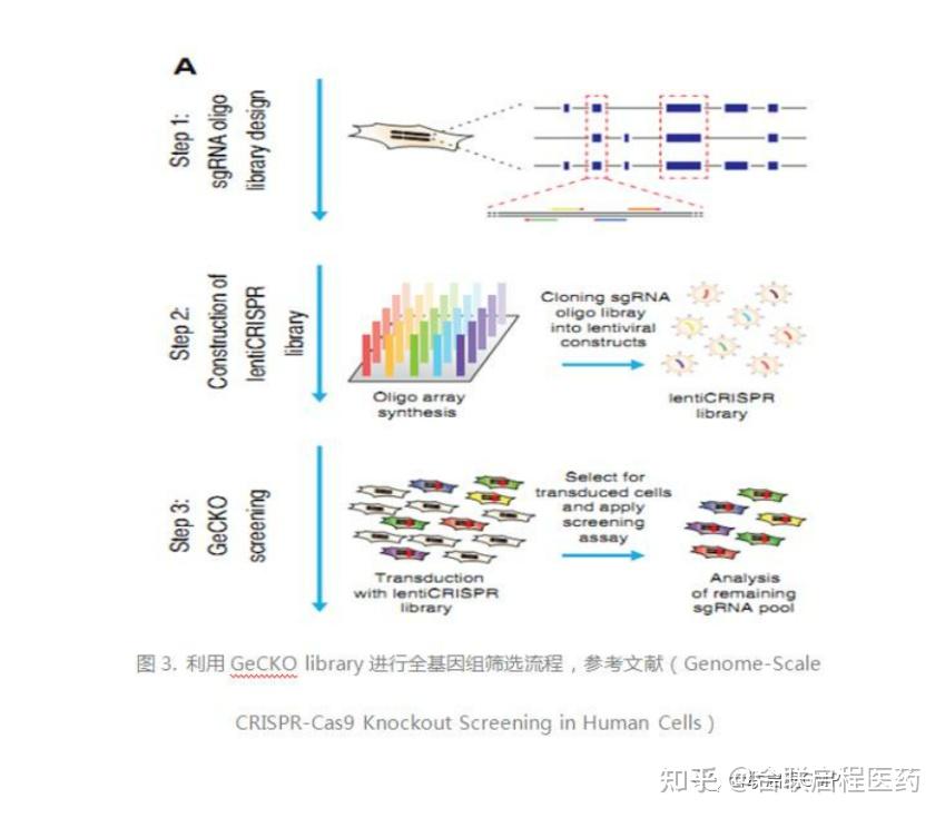 CRISPR/Cas9原理及技术优势 - 知乎