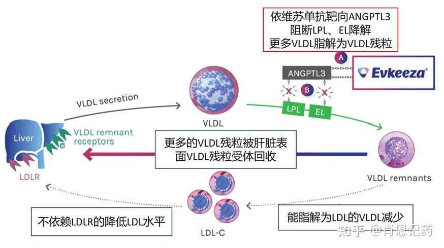 如何记住所有FDA批准生物药？ | ANGPTL3 抑制剂 | Evinacumab 依维苏单抗 | 治疗纯合子家族性高胆固醇血症HoFH - 知乎