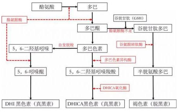 想白成一道光，去除黄褐斑、雀斑，还得试试这些猛药 - 知乎