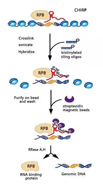 lncRNA研究中的靠谱实验方法归纳！ - 知乎
