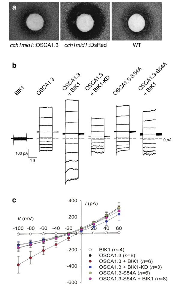 Nature | 钙离子通道OSCA1.3调控气孔免疫的机制 - 知乎