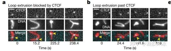 文献阅读随记：CTCF is a DNA-tension-dependent barrier to cohesin-mediated loop ...