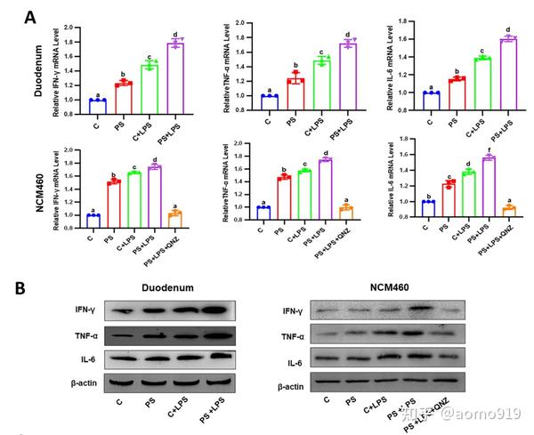 AbMole科研-聚苯乙烯纳米塑料通过ROS驱动的NLRP3通路破坏LPS调节的小鼠十二指肠通透性 - 知乎
