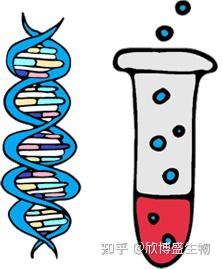 FuGENE® 4K——四步轻松搞定转染 - 知乎