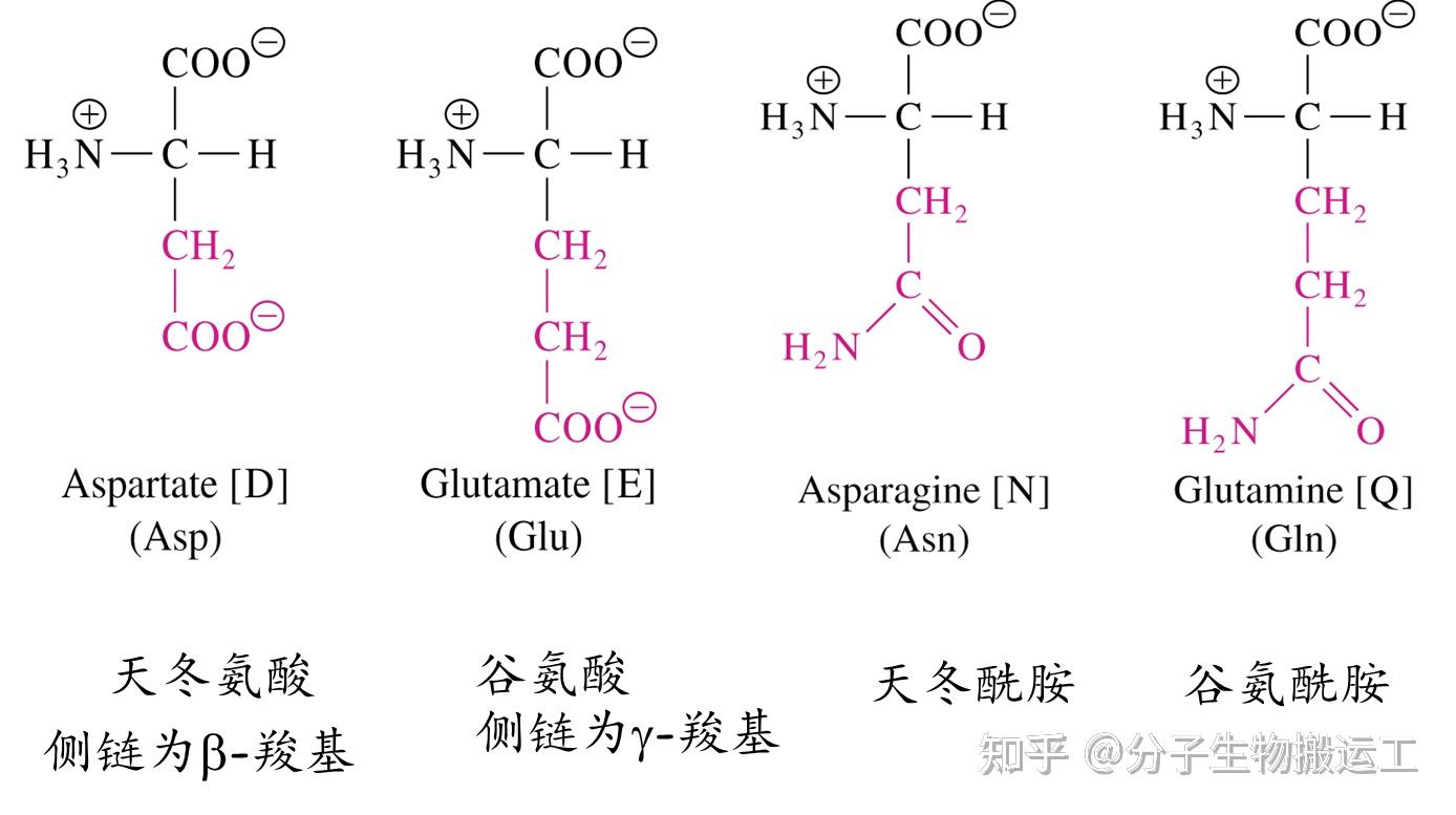 氨基酸概述 - 知乎