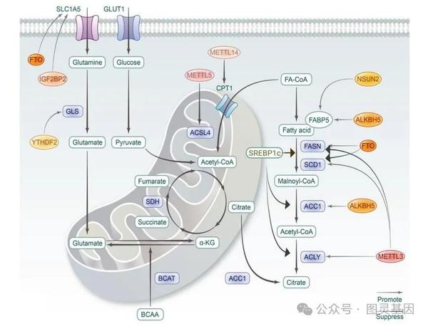 STTT | 中科大王昊：8种RNA修饰的分布，机制与功能 - 知乎
