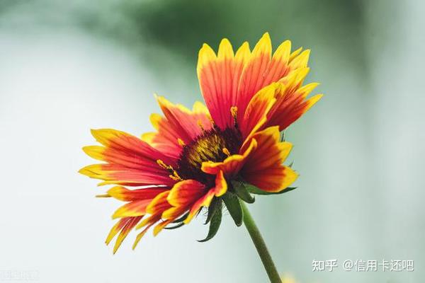 最好的感情，是彼此需要 知乎