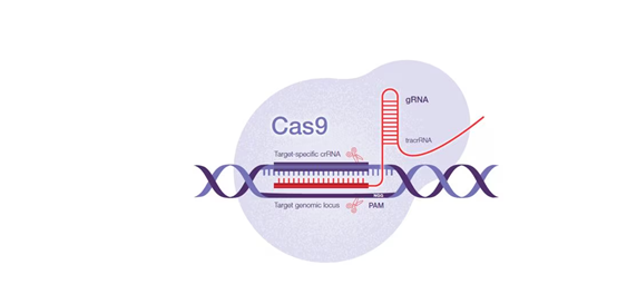 CRISPR-Cas9技术原理及基因编辑实验成功秘诀 - 知乎